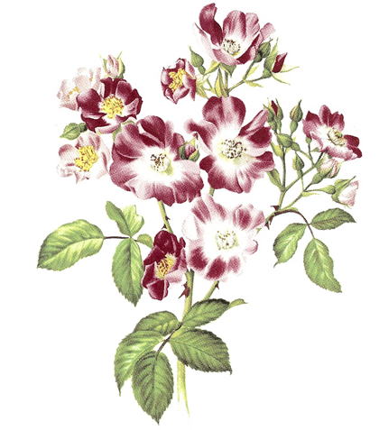 転写の販売-American Pilar Rose